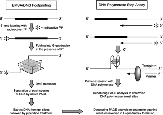 Biochemical Techniques for the Characterization of G-Quadruplex ...
