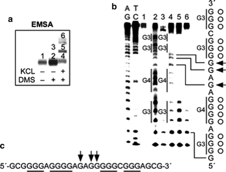 Biochemical Techniques for the Characterization of G-Quadruplex ...