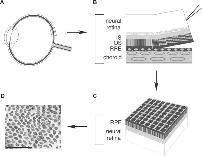 Photoreceptor—RPE Interactions | SpringerLink