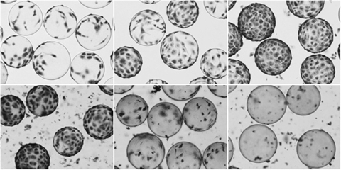 Microcarrier Cell Culture Technology | SpringerLink