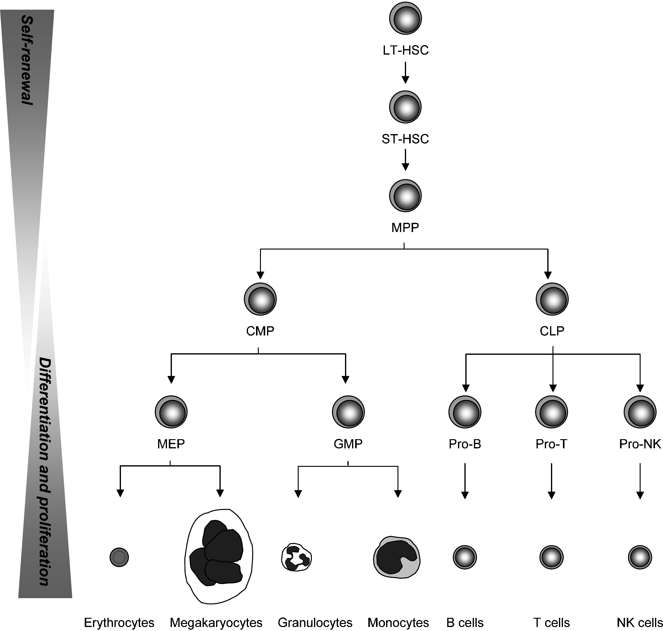 Identification and Characterization of Hematopoietic Stem and ...