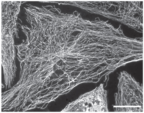 Fluorescence Microscopy of Microtubules in Cultured Cells | SpringerLink