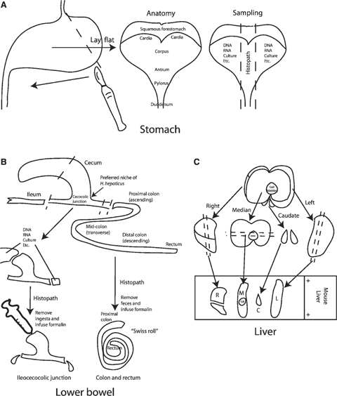 Helicobacter -Based Mouse Models of Digestive System Carcinogenesis ...