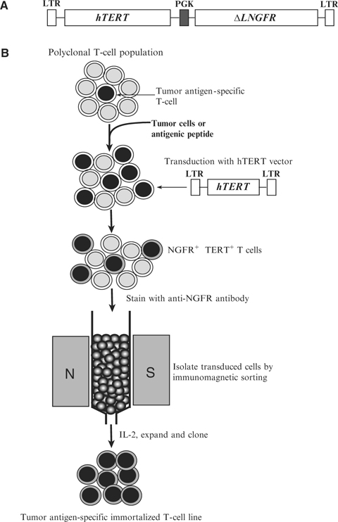 Selective Immortalization of Tumor-Specific T Cells to Establish Long ...