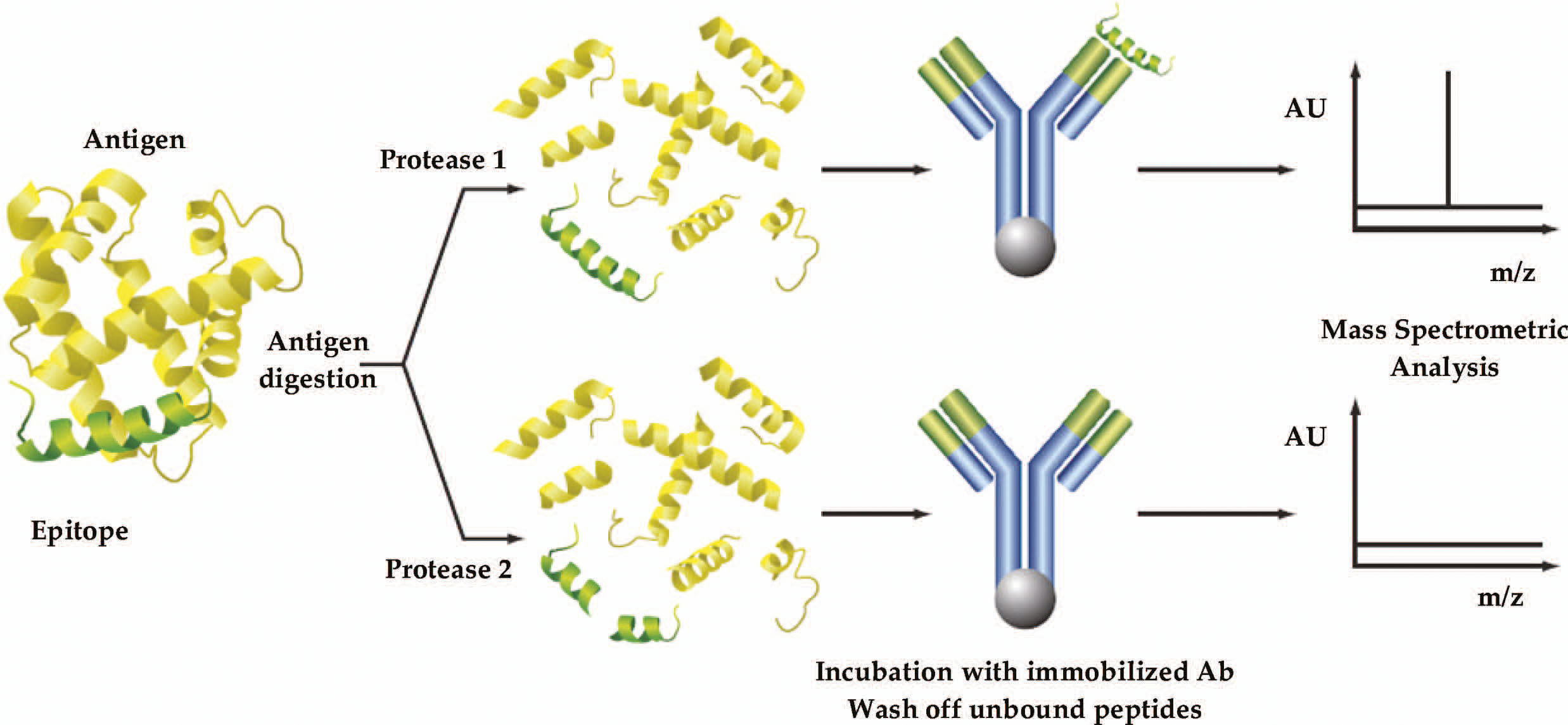 Epitope Mapping by Proteolysis of Antigen–Antibody Complexes | SpringerLink