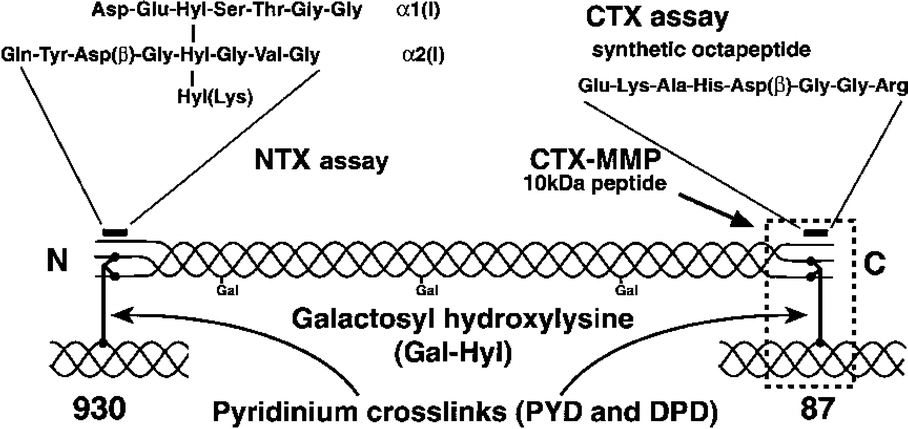 Biochemical Markers of Bone Turnover – Basic Biochemistry and ...