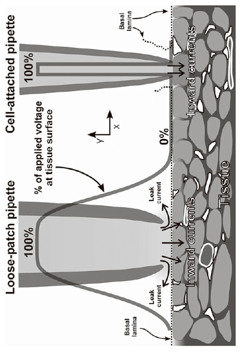 Loose-Patch-Clamp Method | SpringerLink