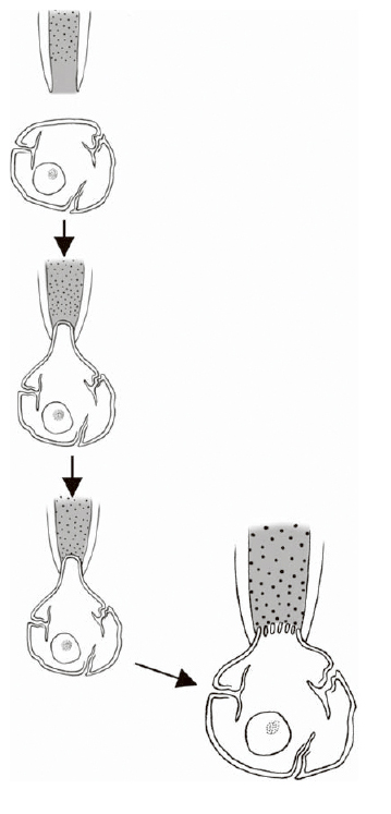 Perforated Patch-Clamp Techniques | SpringerLink