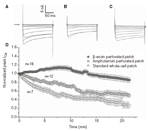 Perforated Patch-Clamp Techniques | SpringerLink