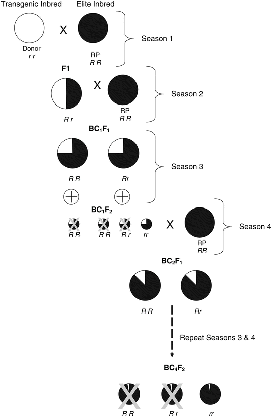 Backcross Breeding | SpringerLink
