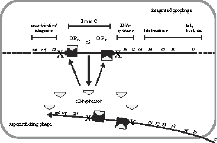 Salmonella Typhimurium Phage Typing for Pathogens | SpringerLink