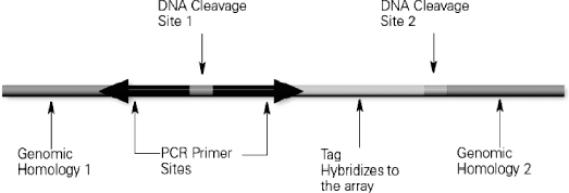 Molecular Inversion Probe Assay | SpringerLink