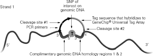 Molecular Inversion Probe Assay | SpringerLink