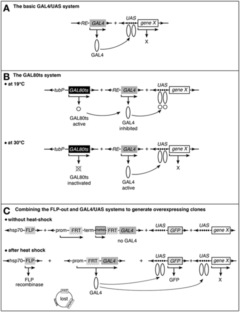 GAL4/UAS Targeted Gene Expression for Studying Drosophila Hedgehog ...