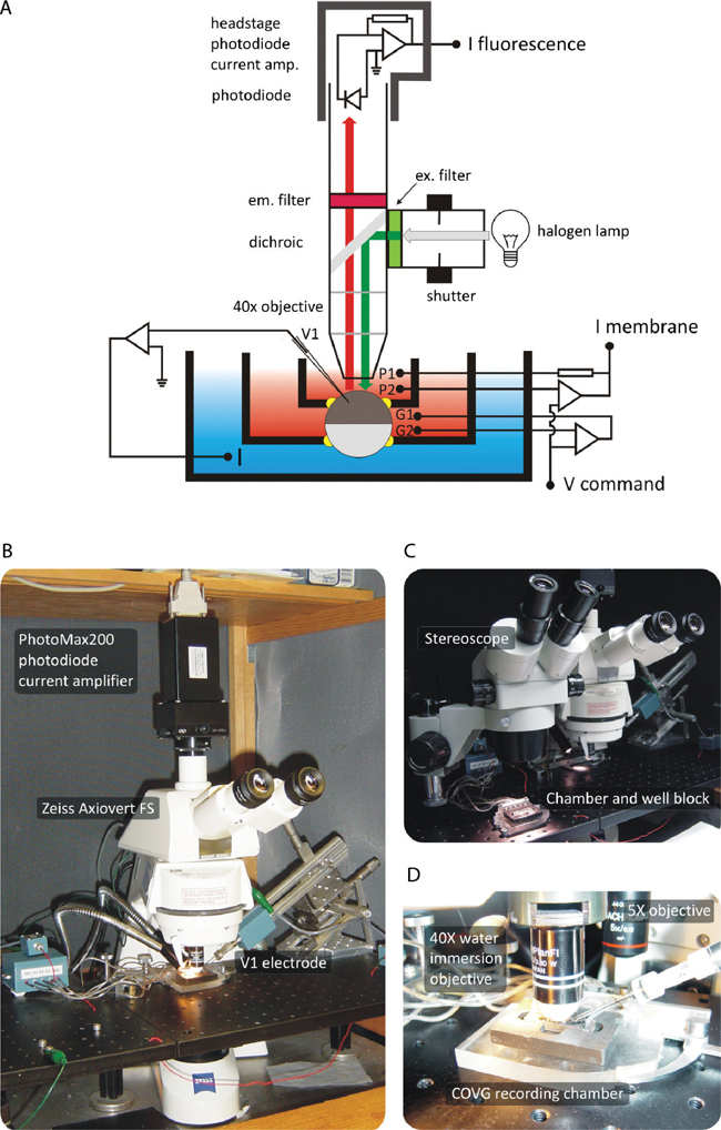 The Voltage-Clamp Fluorometry Technique | SpringerLink