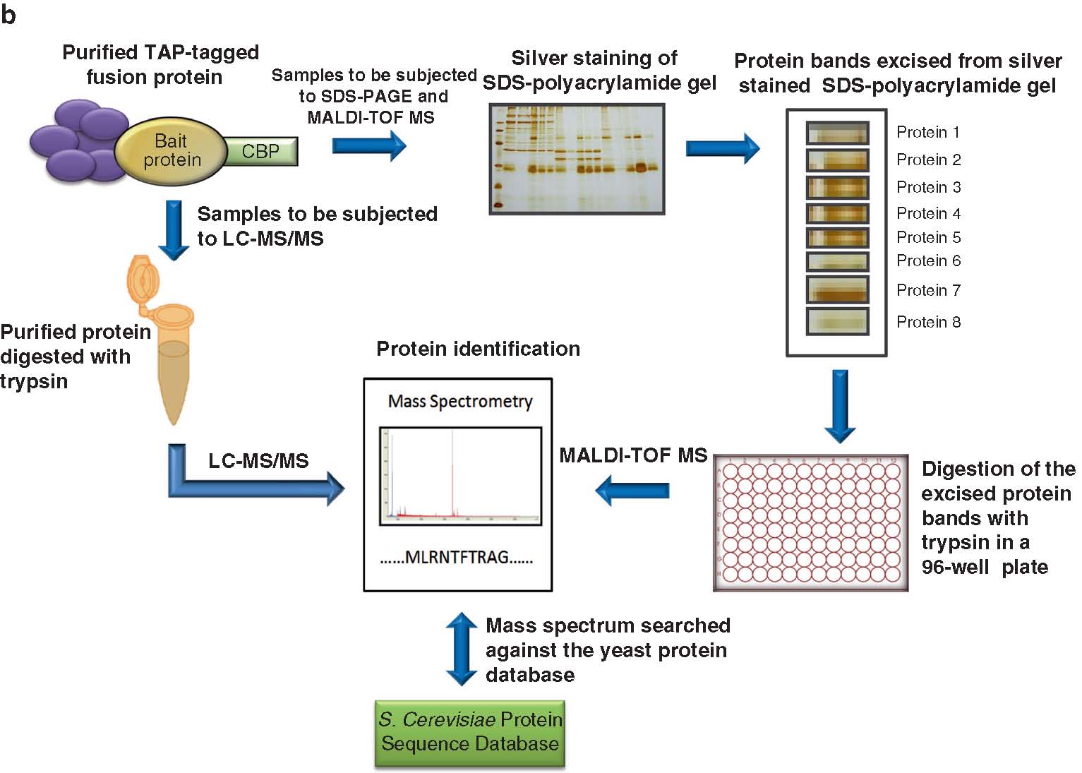 Systematic Characterization of the Protein Interaction Network and ...