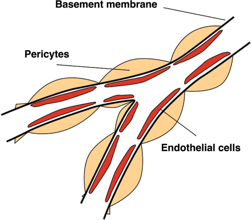 Capillary Dropout in Diabetic Retinopathy | SpringerLink