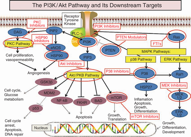 The PI3 Kinase/Akt Pathway as a Therapeutic Target in Multiple Myeloma | SpringerLink