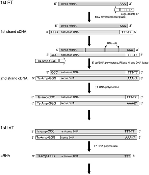 Linear RNA Amplification for the Production of Microarray Hybridization ...