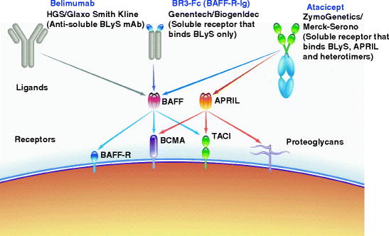 The BAFF/APRIL System in Autoimmunity | SpringerLink
