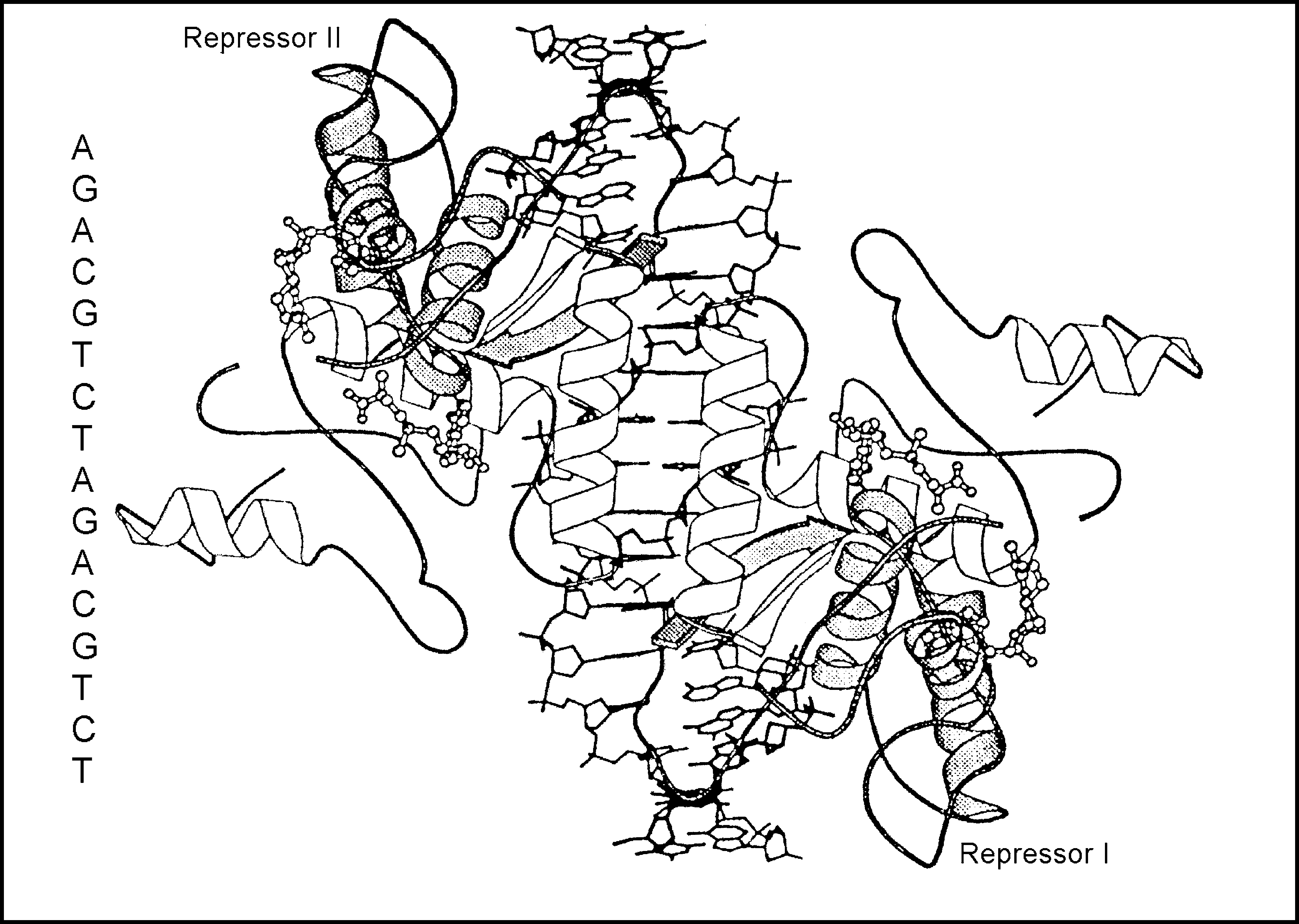Filter-Binding Assays | SpringerLink