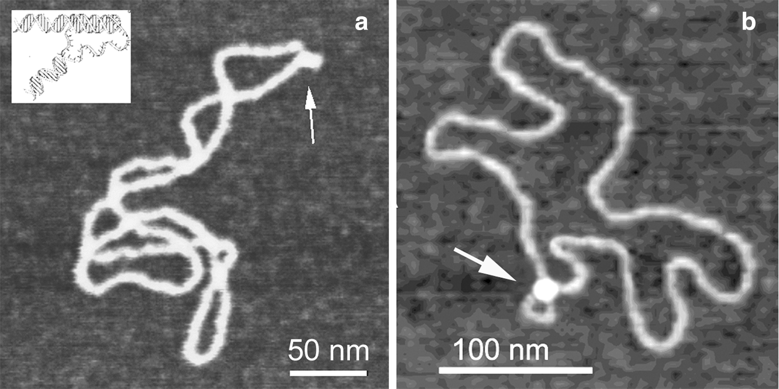 Atomic Force Microscopy Imaging and Probing of DNA, Proteins, and ...