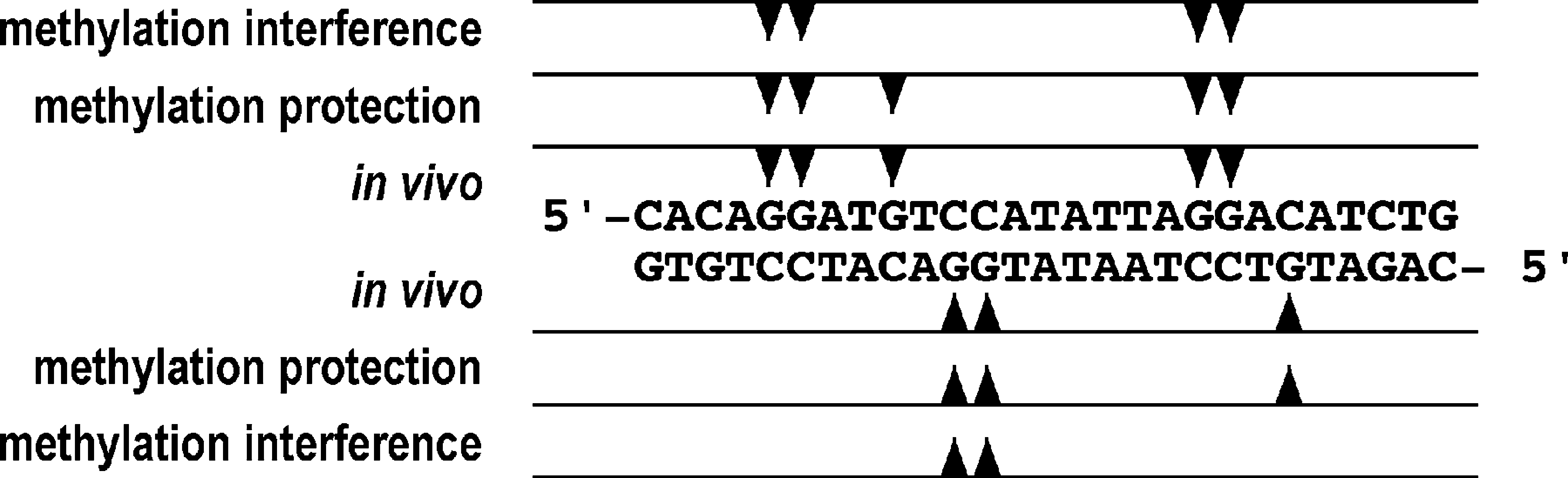 Identification of Protein/DNA Contacts with Dimethyl Sulfate ...