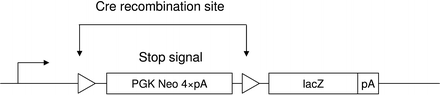 Cre Transgenic Mouse Lines | SpringerLink