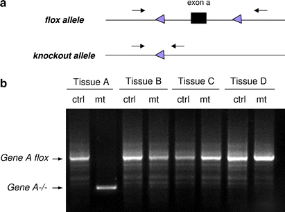 Cre Transgenic Mouse Lines | SpringerLink