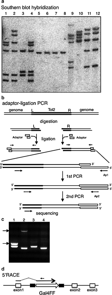 Transgenesis in Zebrafish with the Tol2 Transposon System | SpringerLink