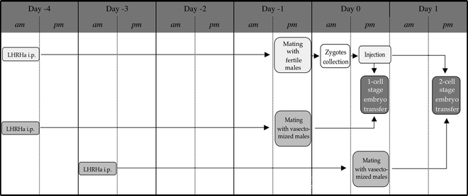 Pronuclear DNA Injection for the Production of Transgenic Rats ...