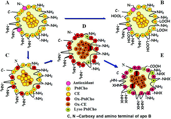 Oxidized Low-Density Lipoprotein | SpringerLink