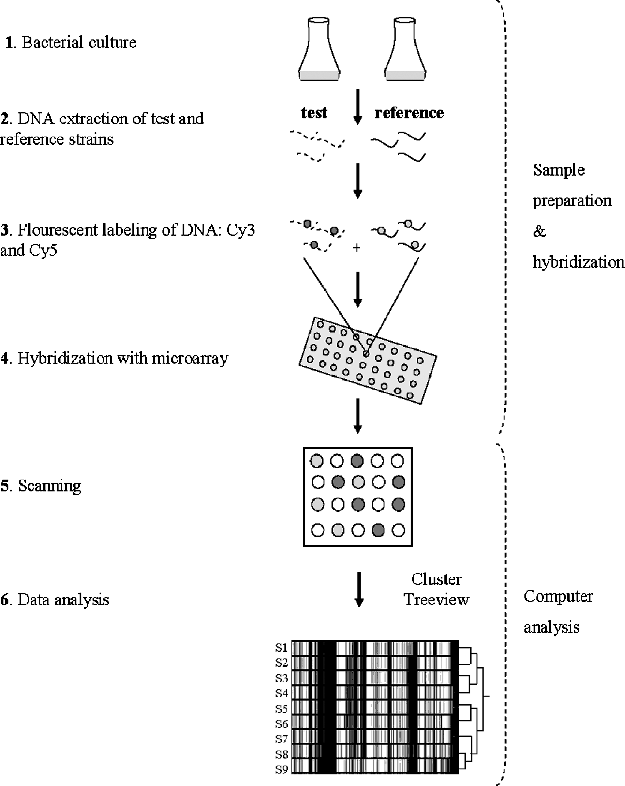 Microarray Comparative Genomic Hybridization for the Analysis of Bacterial Population Genetics ...