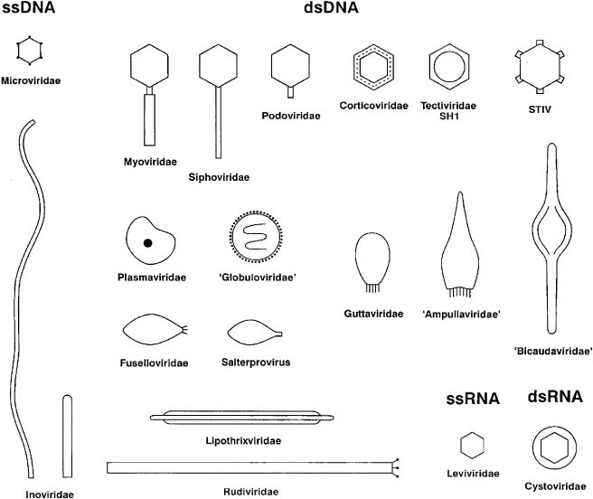 Phage Classification and Characterization | SpringerLink