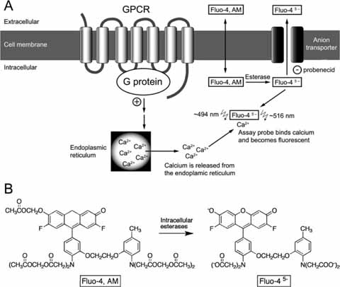 FLIPR® Assays of Intracellular Calcium in GPCR Drug Discovery ...
