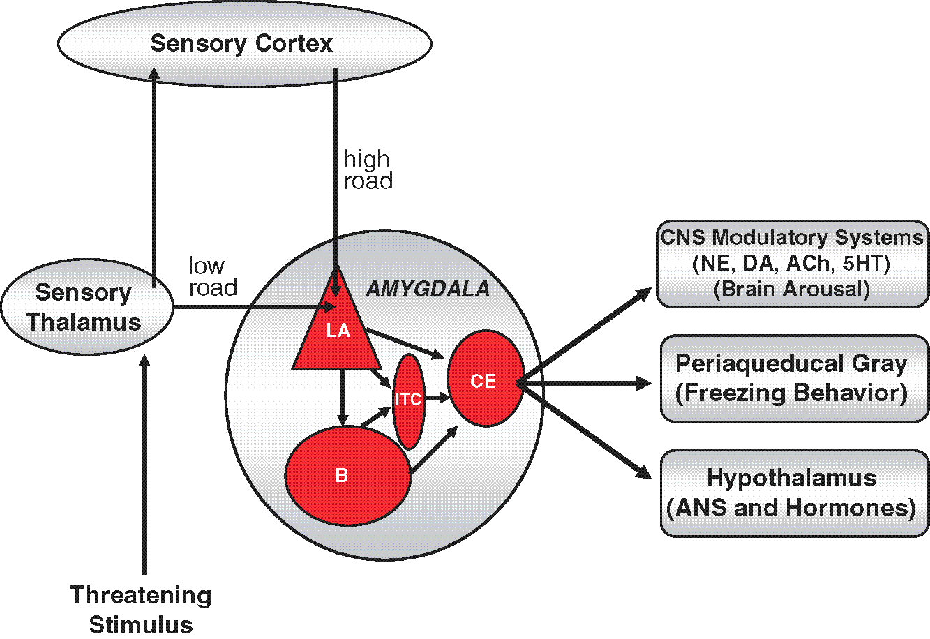 The Amygdala and the Neural Pathways of Fear | SpringerLink