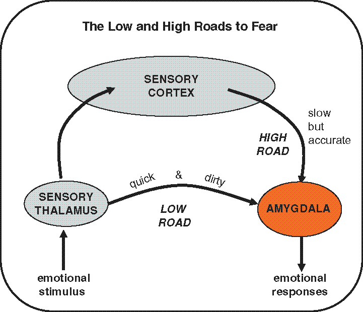 The Amygdala and the Neural Pathways of Fear | SpringerLink