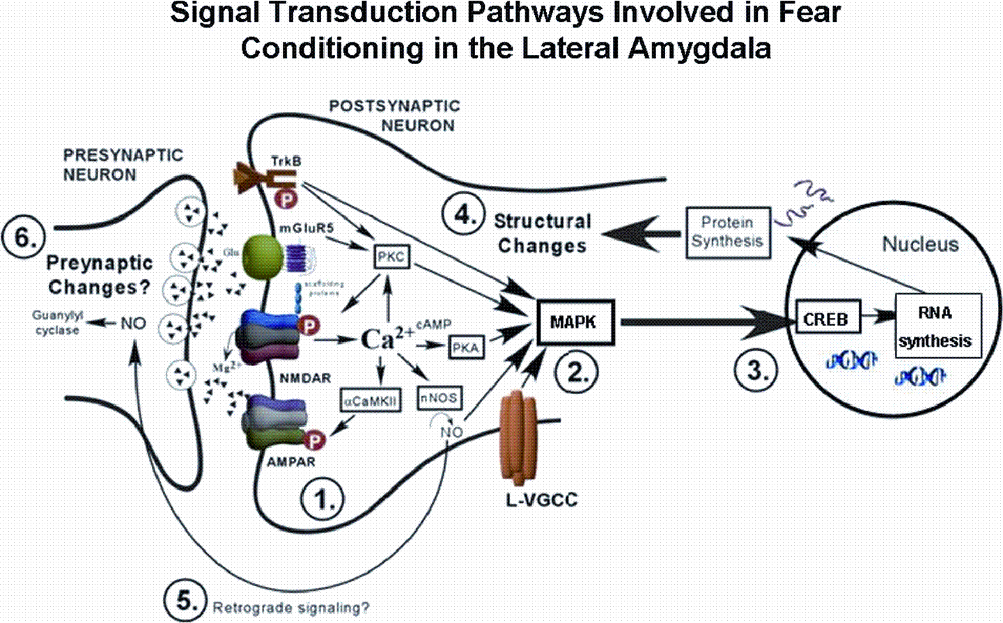 The Amygdala and the Neural Pathways of Fear | SpringerLink