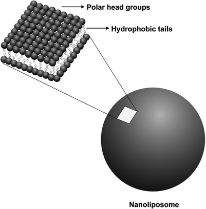 Nanoliposomes: Preparation and Analysis | SpringerLink
