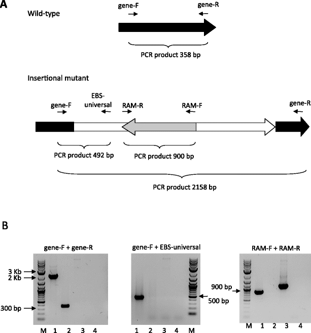 ClosTron-Targeted Mutagenesis | SpringerLink