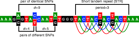 Short Tandem Repeats and Genetic Variation | SpringerLink