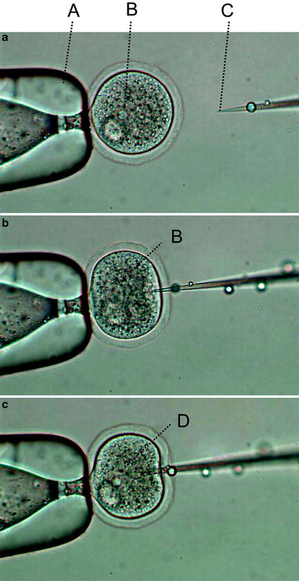 Pronuclear Microinjection and Oviduct Transfer Procedures for ...