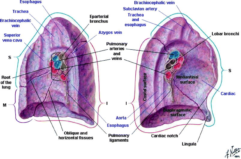 Anatomy of the Thoracic Wall, Pulmonary Cavities, and Mediastinum ...