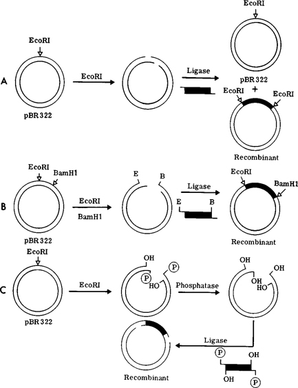 DNA Ligation and Escherichia coli Transformation | SpringerLink