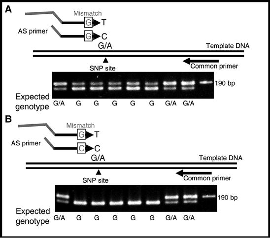 Allele-Specific PCR in SNP Genotyping | SpringerLink