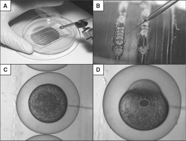 Manipulation of Gene Expression During Zebrafish Embryonic Development ...