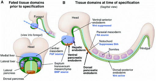 Embryology and Development of the Ductal Plate | SpringerLink