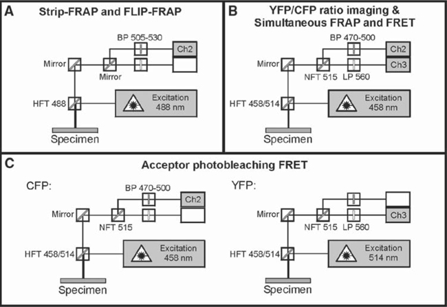 FRAP and FRET Methods to Study Nuclear Receptors in Living Cells ...