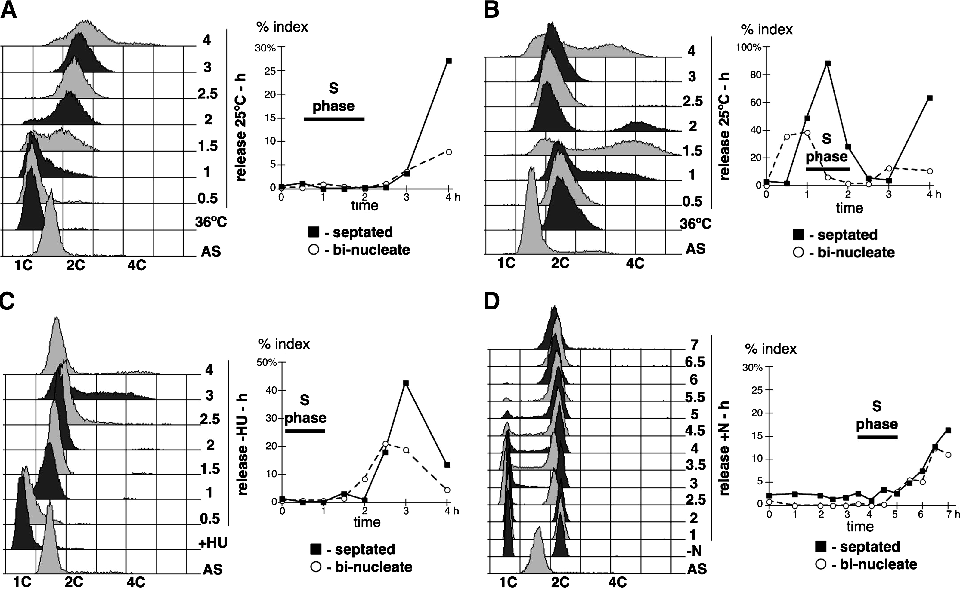Cell-Cycle Synchrony for Analysis of S. pombe DNA Replication | SpringerLink