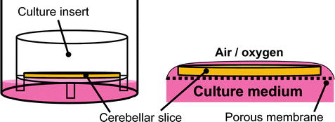 Cerebellar Slice Cultures | SpringerLink